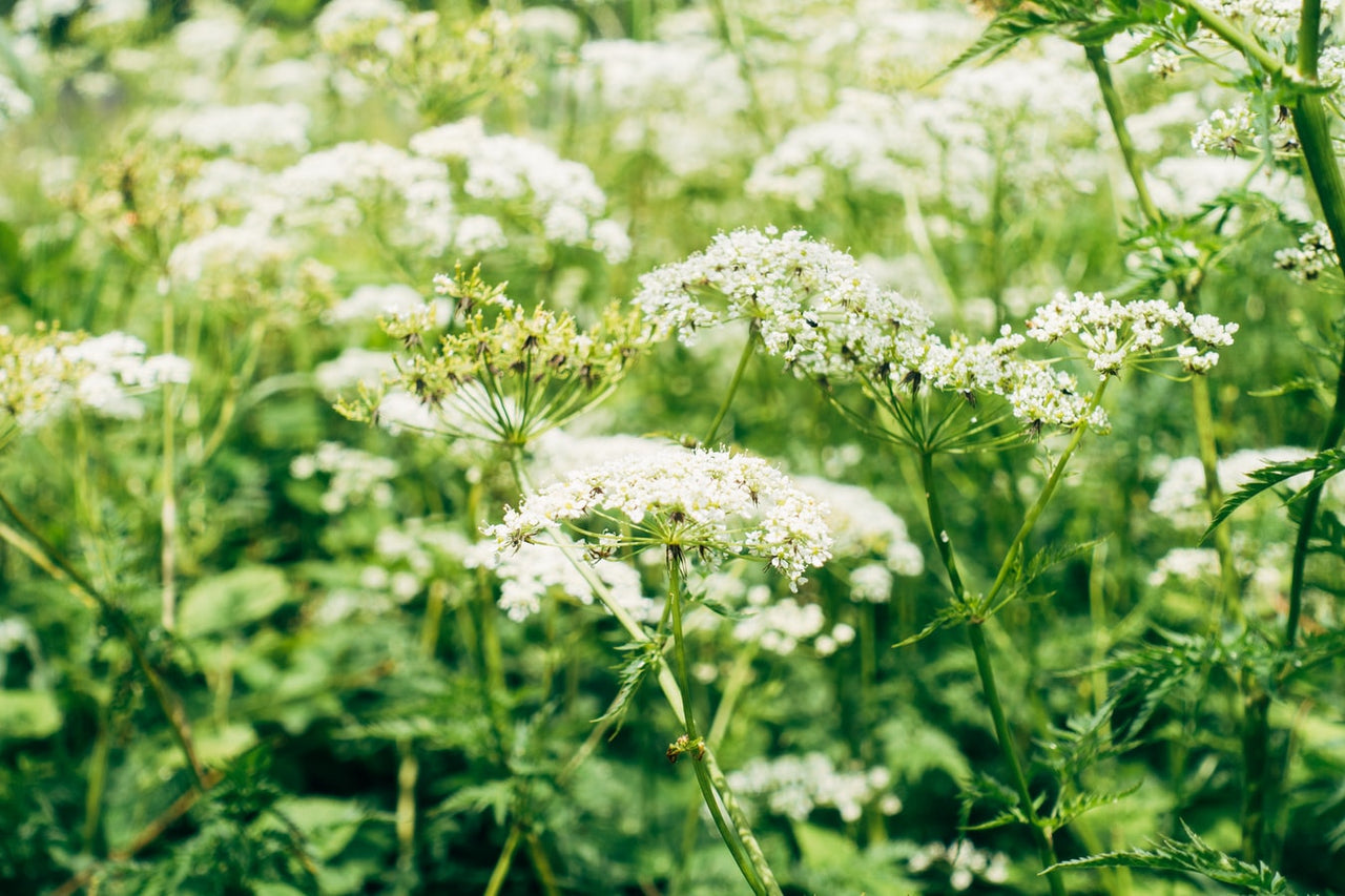 Yarrow: What It Is and What It’s Good For – Green Goo